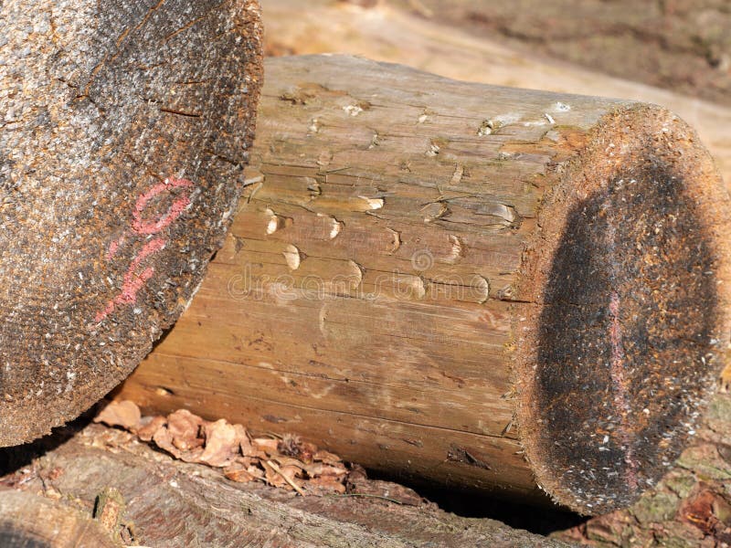 Harvestor Marks Under Tree Bark. Marks Cut in Wood Stock Image - Image ...