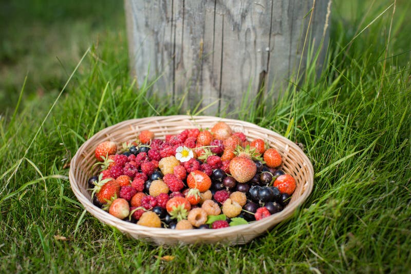 Harvests: Assorted Berries in Basket Stock Photo - Image of basket ...