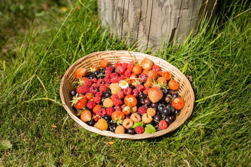 Harvests: Assorted Berries in Basket Stock Image - Image of basket ...