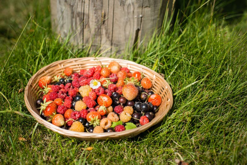 Harvests: Assorted Berries in Basket Stock Photo - Image of village ...