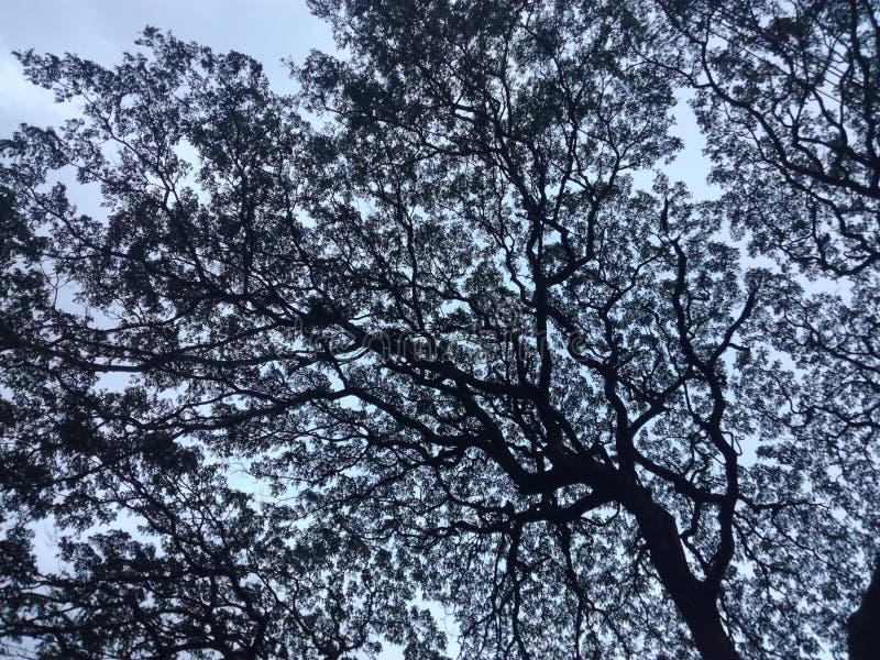 Huge Tree with Largely Spread Out of Branches Stock Image - Image of ...