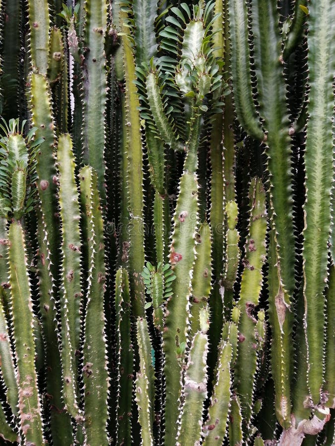 Euphorbia Trigona (also Known As African Milk Tree, Cathedral Cactus ...