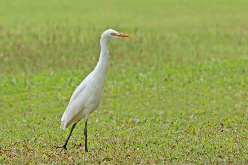 Cattle Egret (Bubulcus Ibis) Standing in the Grass Stock Photo - Image ...