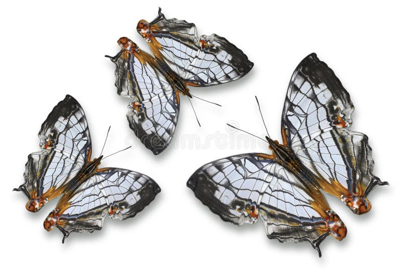 Coherent Natural Background Stock Photos - Free & Royalty-Free Stock ...