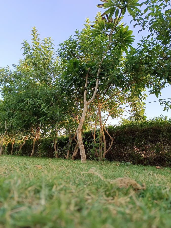 It Has Some Green Plants and Trees Which Look Very Beautiful. Stock ...