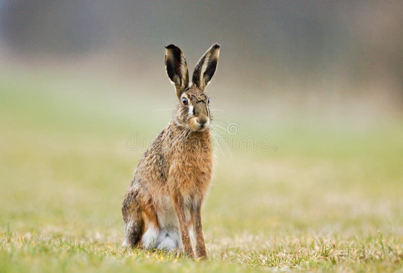 Hase stockfoto. Bild von porträt, säugetier, warnung - 18776726