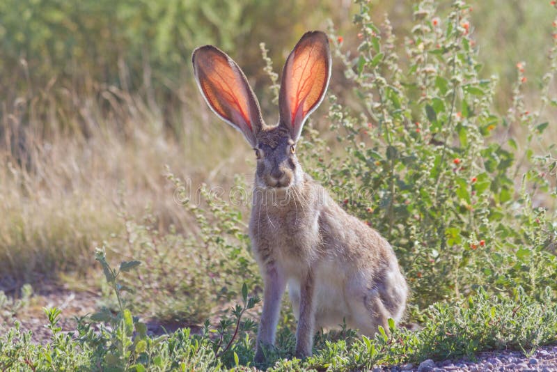 Hase stockfoto. Bild von gras, flaumig, neugierig, schauen - 26418048