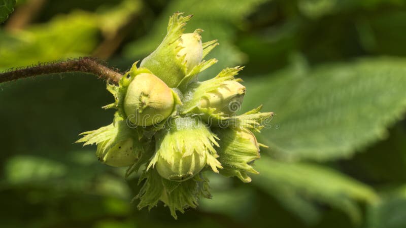 Haselnüsse Auf Einem Haselnussbaum Stockfoto - Bild von baum, nahrung ...
