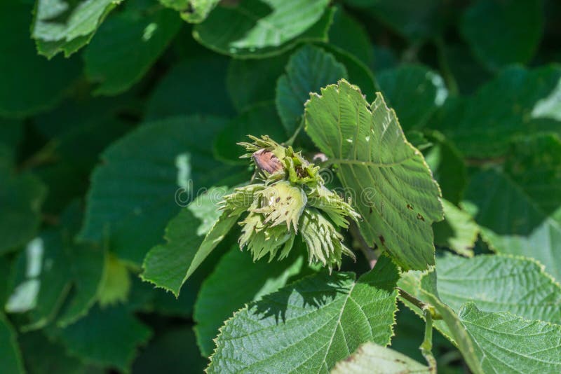 Haselnüsse Auf Einem Haselnussbaum Stockfoto - Bild von baum, nahrung ...