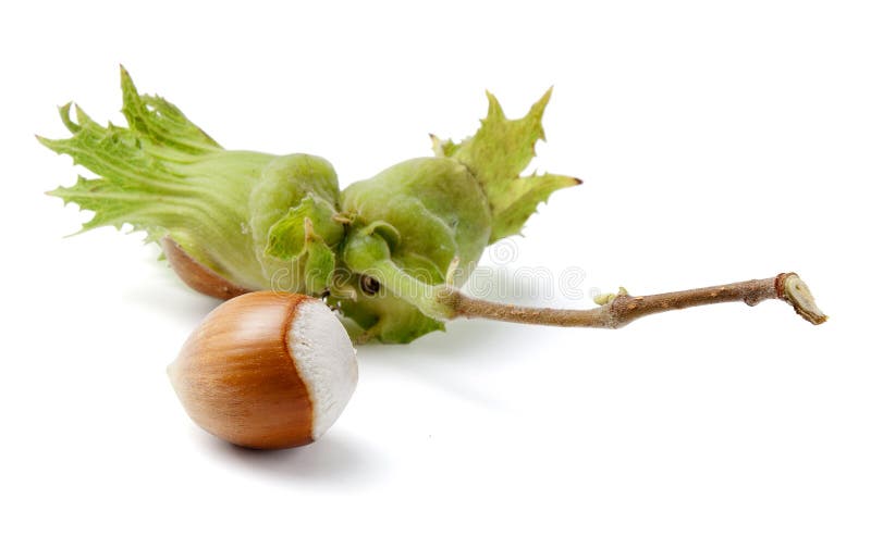 Haselnuss stockbild. Bild von zweig, frisch, nahrung - 26147667