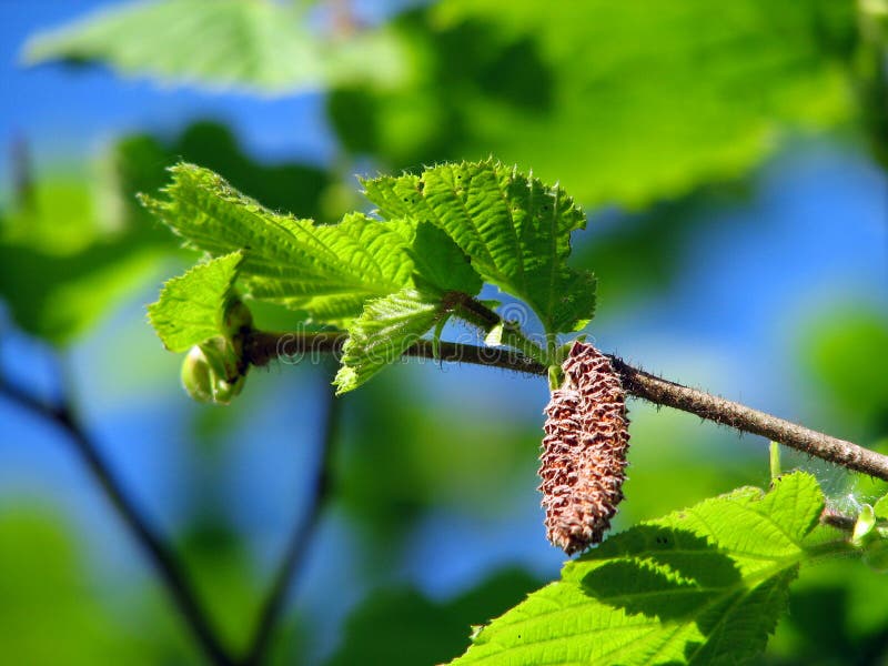 Haselnuss stockfoto. Bild von busch, blume, grün, sonderkommando - 9707116