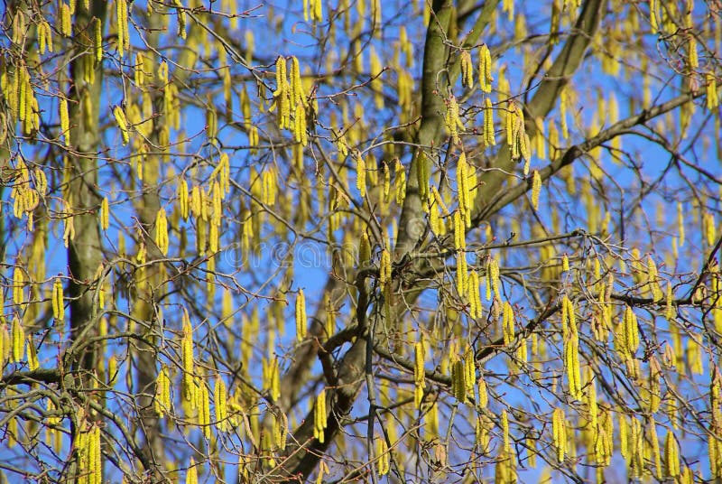 Haselnussbaum 05 stockfoto. Bild von haselnuß, seed, zweig - 4223316