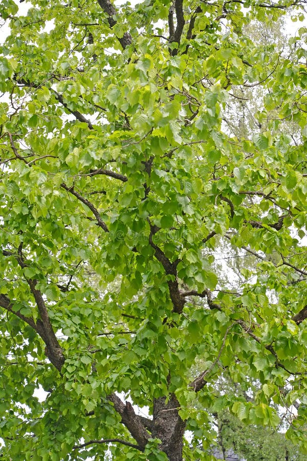 10,956 Haselnussbaum Fotos - Kostenlose und Royalty-Free Stock-Fotos ...