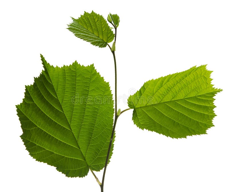 Haselnussblätter stockbild. Bild von rüber, blatt, nahaufnahme - 72745917