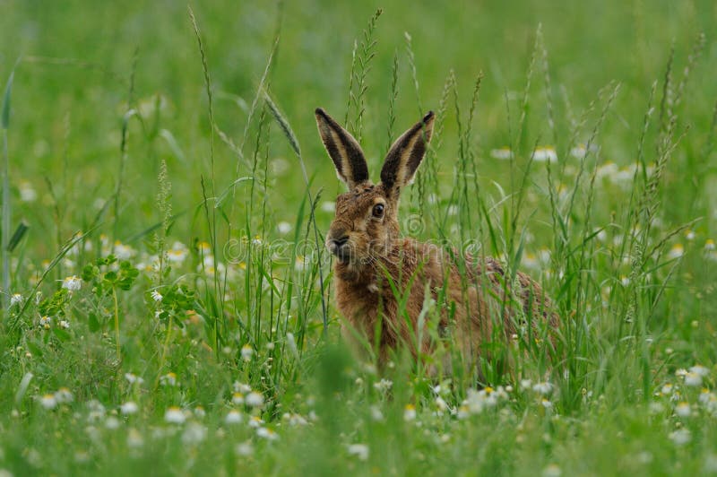 Hase in der Graslandschaft stockfoto. Bild von wiesen - 19755458