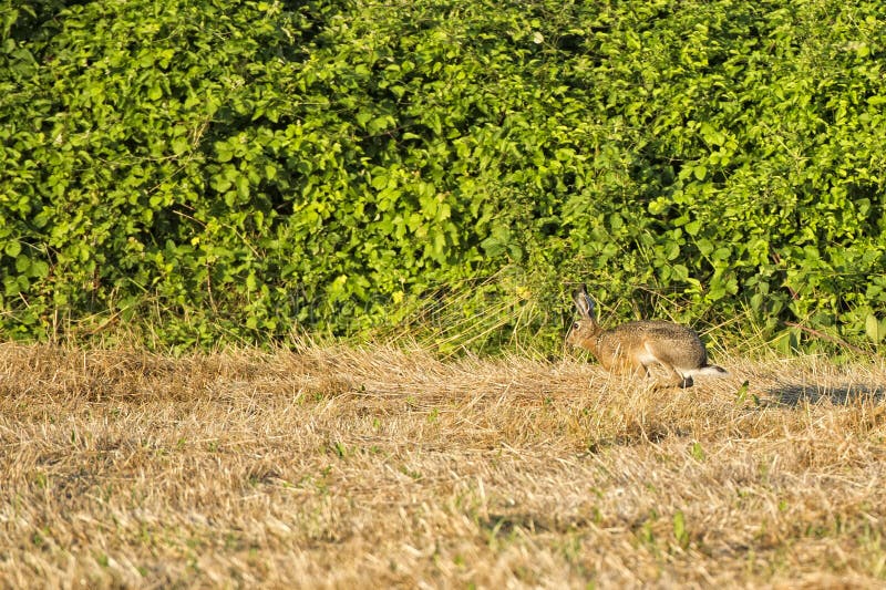 Ein Hase, Der Um Einen Bauernhof an Einem Sonnigen Tag Springt Ein ...