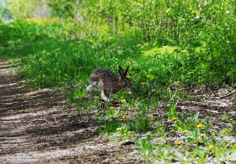 Feldhase im Wald stockfoto. Bild von outdoor, tarnung - 62082446