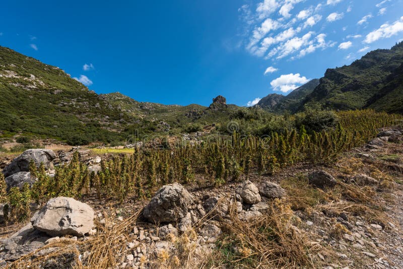 Hash Field in Chefchaouen, Morocco Stock Image - Image of blue ...