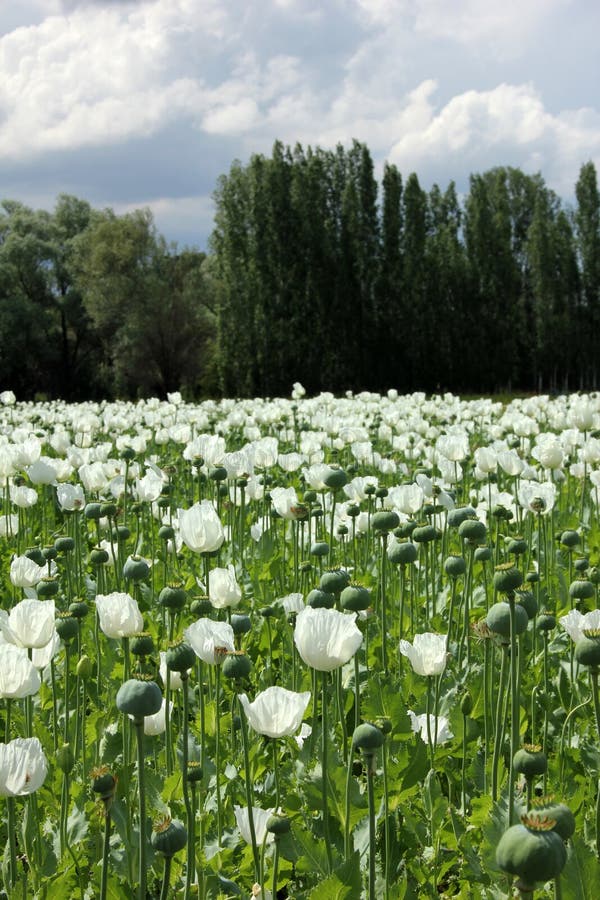 Hashish field stock image. Image of beautiful, closeup - 31395849