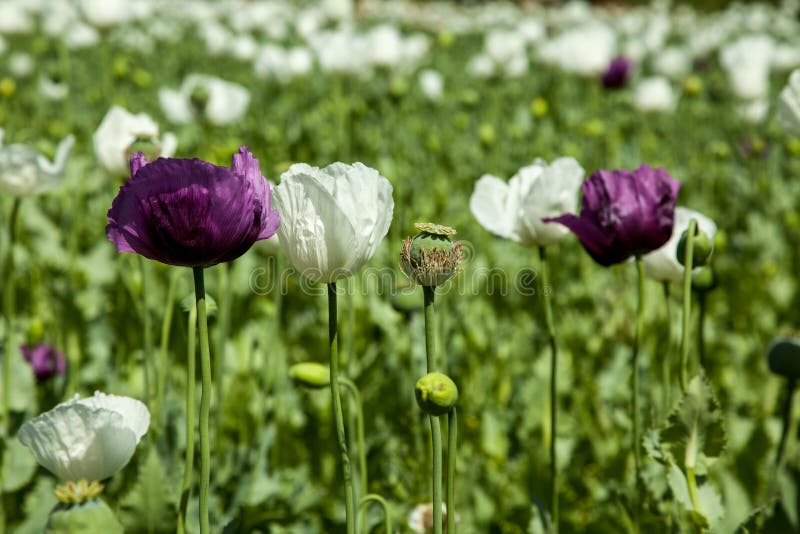 Hashish field stock image. Image of beautiful, closeup - 31395849