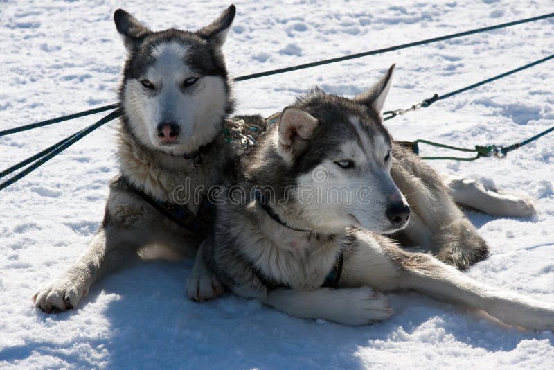 Haska stock image. Image of racing, winter, haska, kidskin - 7101183