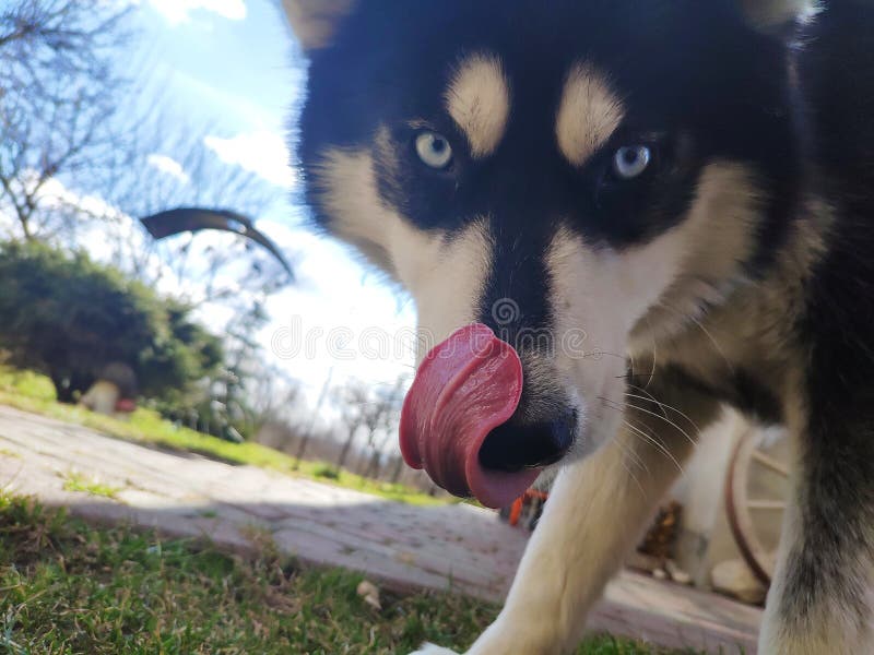 Haski dog stock photo. Image of yawning, beautiful, wite - 30180604