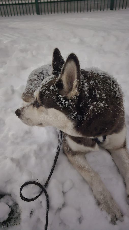 Haskis Stock Photos - Free & Royalty-Free Stock Photos from Dreamstime