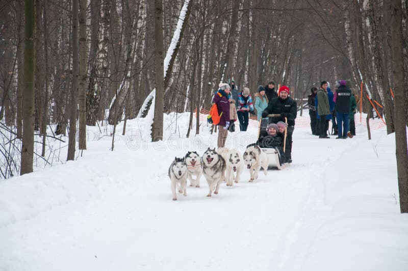 Haski_Sokol-5272 stock image. Image of - 86218361