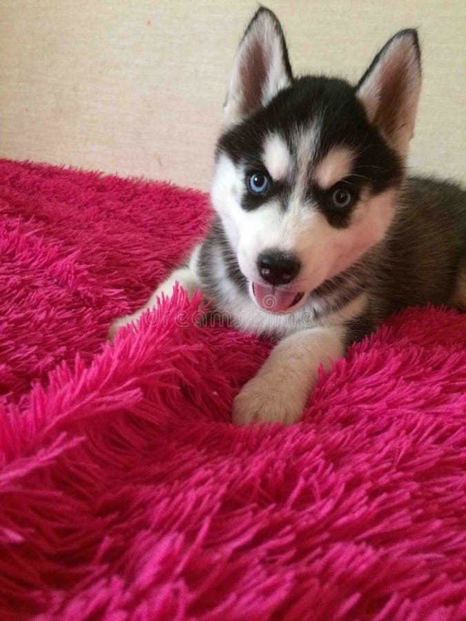 Haski dog stock photo. Image of yawning, beautiful, wite - 30180604