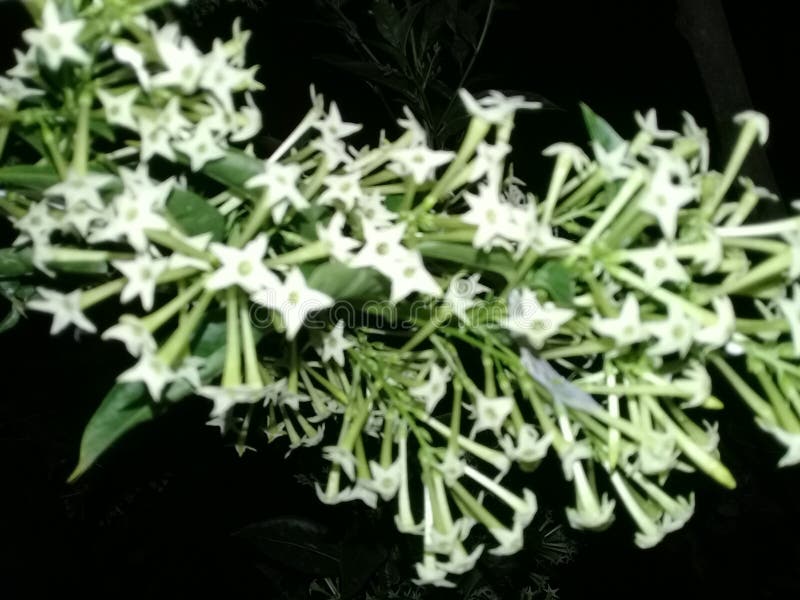 Hasnahena stock photo. Image of nice, quin, flower, night - 231848370