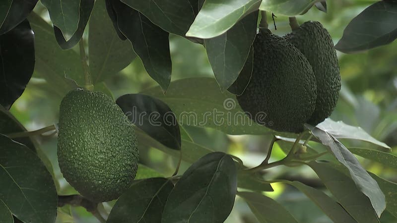 Avocados in a avocado tree stock footage. Video of working - 297101772