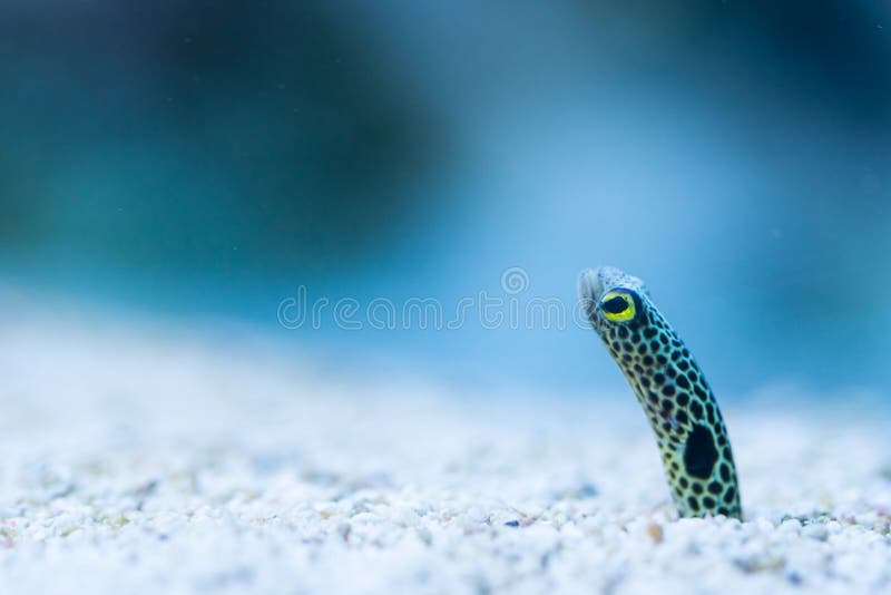 Enguia-jardim-malhada-Heteroconger Hassi Imagem de Stock - Imagem de ...