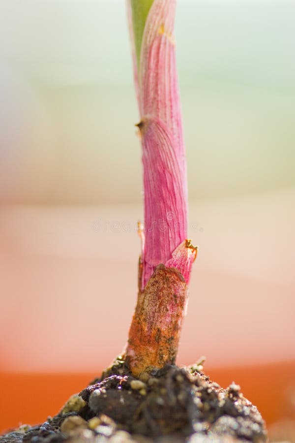 Haste da planta foto de stock. Imagem de cores, macro - 4541778