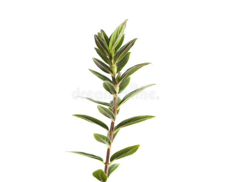 Haste Da Planta E Seus Ramos Foto de Stock - Imagem de caracterizado ...