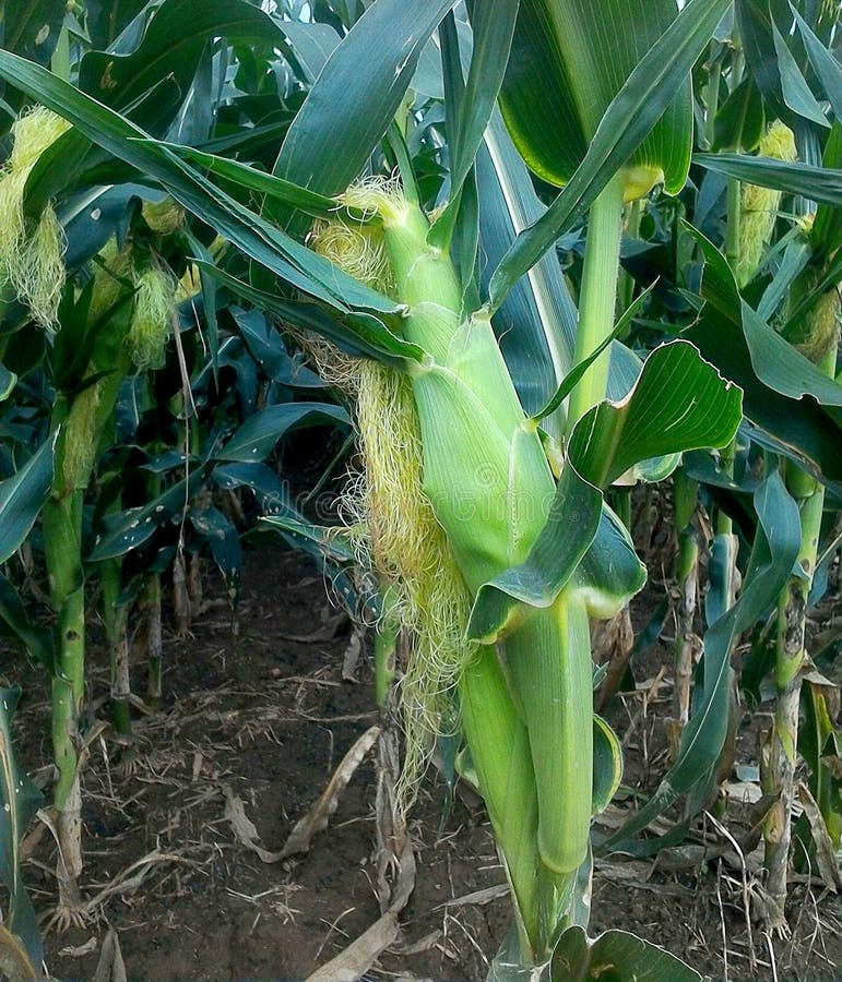 Haste Do Milho Em Um Campo De Milho Imagem de Stock - Imagem de milho ...