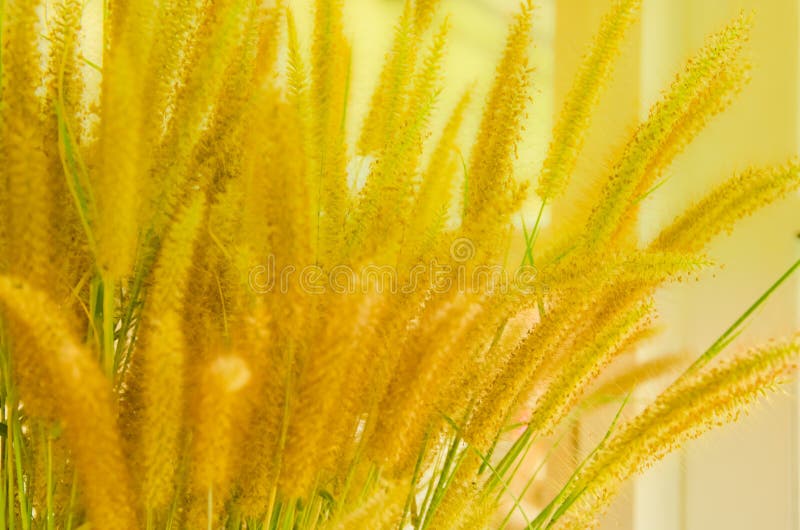 Hastes Da Flor Do Trigo No Vaso Imagem de Stock - Imagem de cenas ...