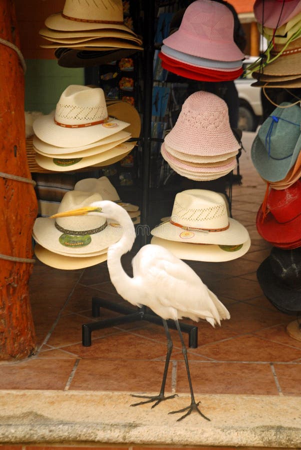 Hat Check Picture. Image: 1764117