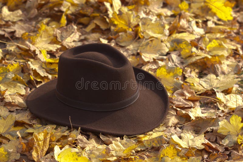 Hat on the leaves stock image. Image of nature, leaves - 21868313