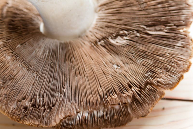 Hat Mushroom on the Back Side Stock Image - Image of beautiful, grass ...