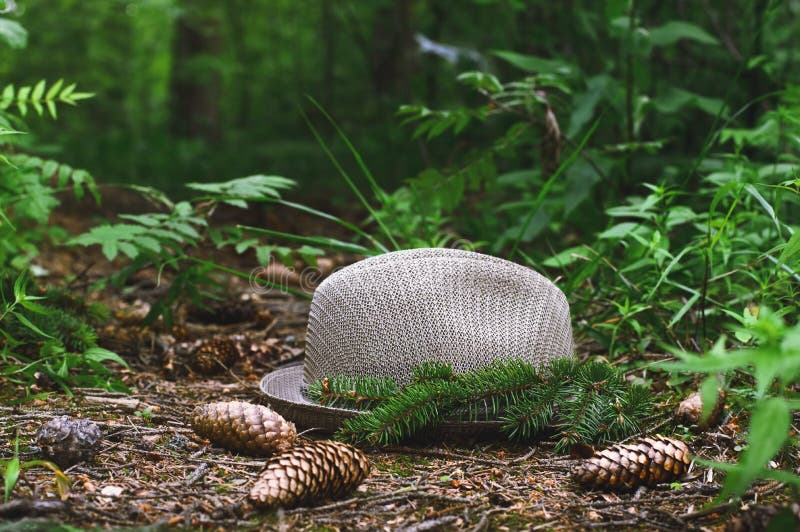 Hat on the Path in the Forest, Pine Cones and Tree Branch Stock Image ...