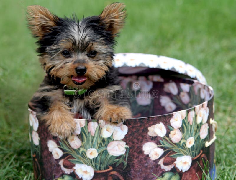 Group of dogs stock photo. Image of animal, border, bulldog - 35515536