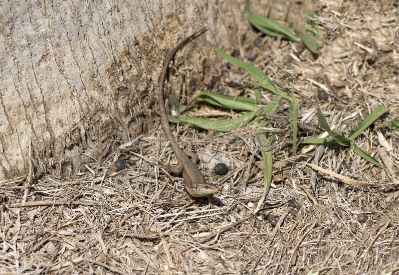Hatay lizard warming stock photo. Image of outdoor, lizard - 275920492