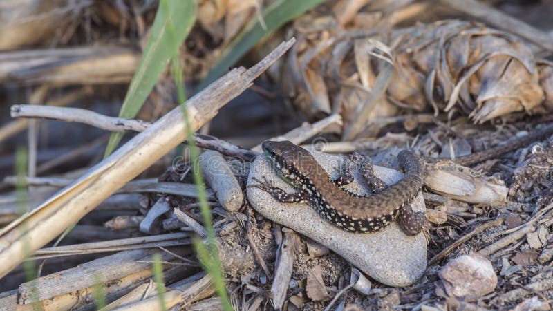 Syrian Lizard on Rock stock photo. Image of amphibian - 121924762