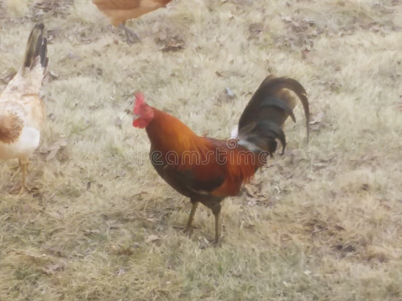 Hatch/blue stock photo. Image of bird, damn, good, looking - 174656846