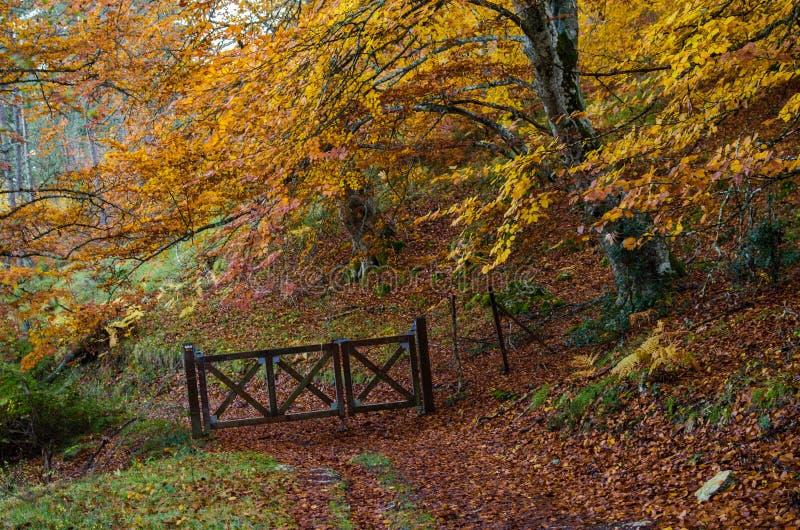 Hatch in the forest stock photo. Image of leaving, direction - 173771908