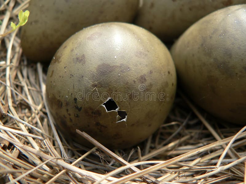 Hatch out stock photo. Image of group, success, herb, clutch - 9664756