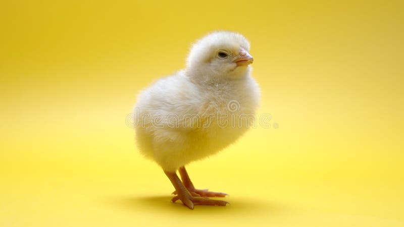 Hatched Chick for Design Decorative Theme. Newborn Poultry Chicken ...
