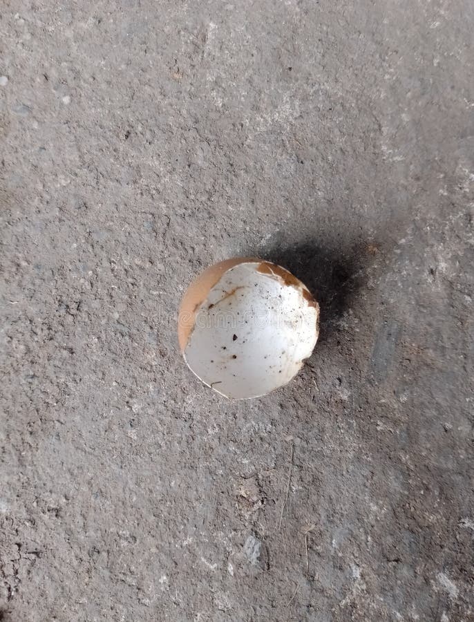 Hatched chicken egg shells stock photo. Image of asphalt - 261612984