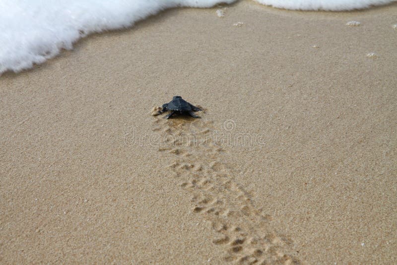 Hatched Sea Turtle Leaving Footprints in the Wet Sand on it`s Way into ...