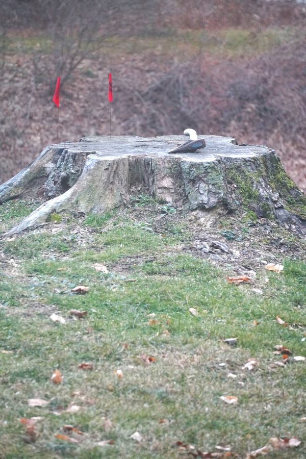 Hatchet Resting on Old Decaying Cut Stump with Two Small Red Flags ...